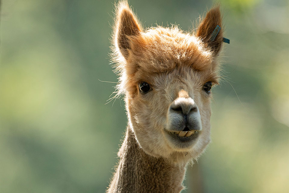 Alpacka - Borås Djurpark