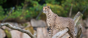 Gepard - Världens snabbaste däggdjur - Borås Djurpark