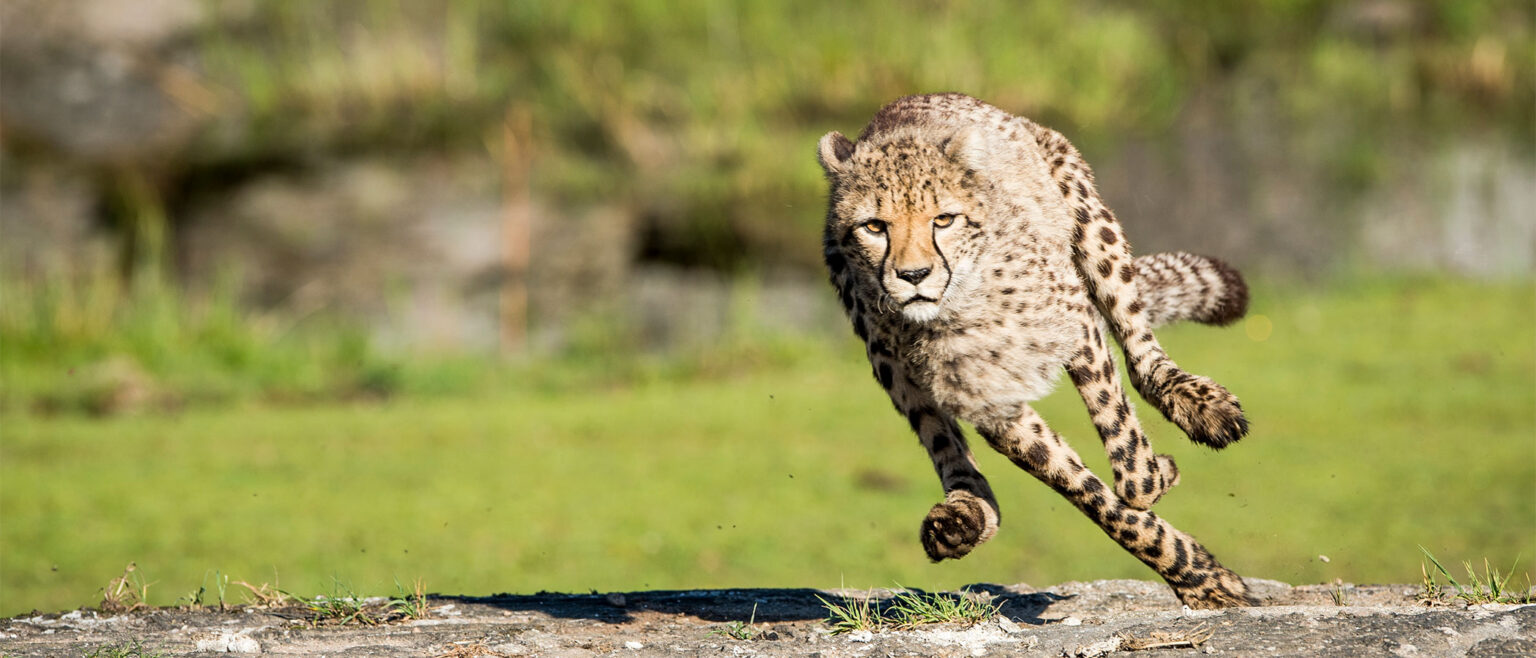 Gepard - Världens snabbaste däggdjur - Borås Djurpark