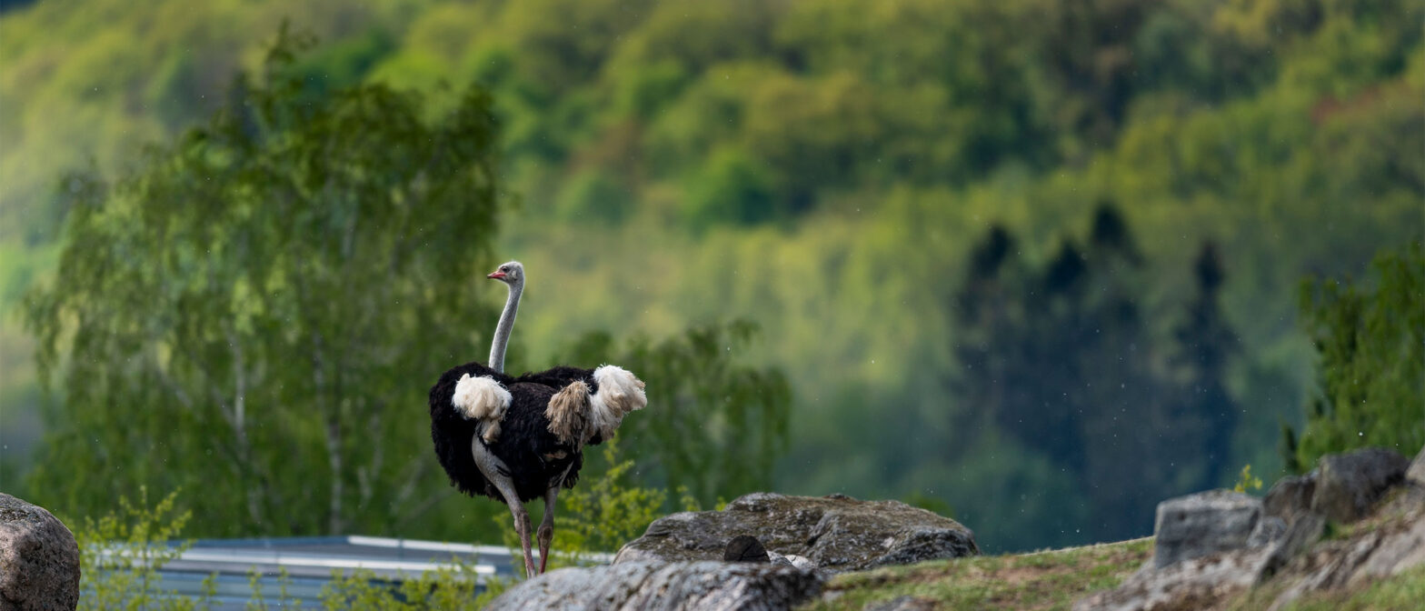 Struts - Världens största fågel - Borås Djurpark