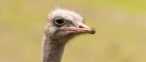 Struts - Världens största fågel - Borås Djurpark