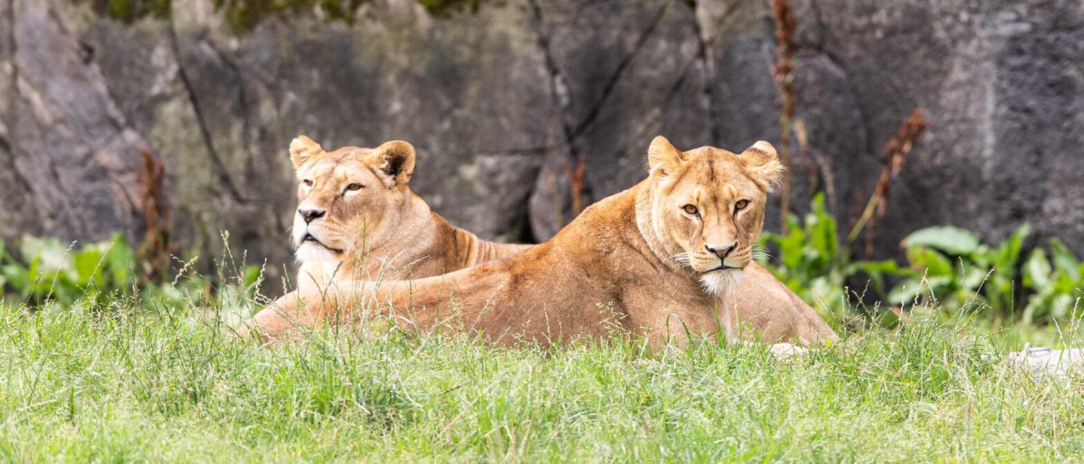 Afrikanskt lejon - Afrikas största rovdjur - Borås Djurpark