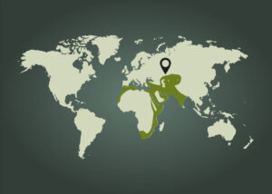 Större flamingo - Borås Djurpark