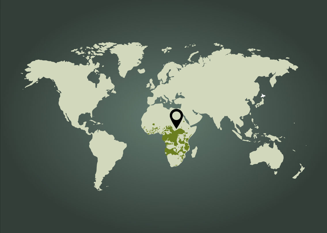 Afrikansk stäppelefant - Största levande landdäggdjuret - Borås Djurpark