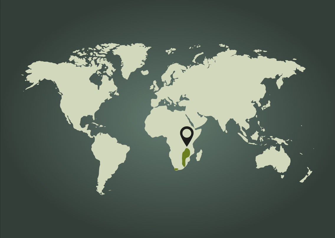 Bläsbock - Tidigare utrotningshotat - Borås Djurpark